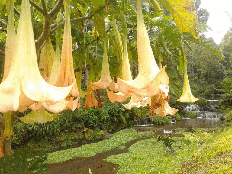 Keindahan Bunga Terompet Menawan Alam - Garap Media