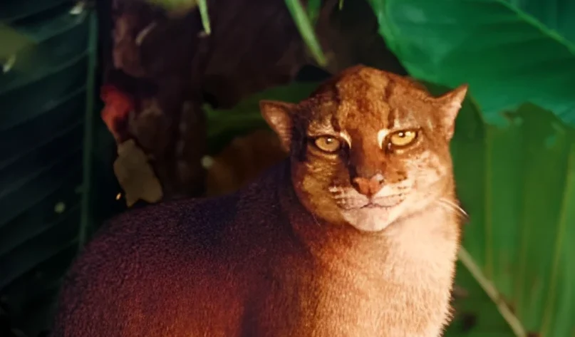 5 Fakta Menarik Kucing Merah Kalimantan yang Perlu Kamu Tahu - Garap Media