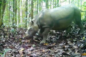 Badak Kalimantan Tinggal Dua Ekor Betina, Program Bayi Tabung Jadi ...